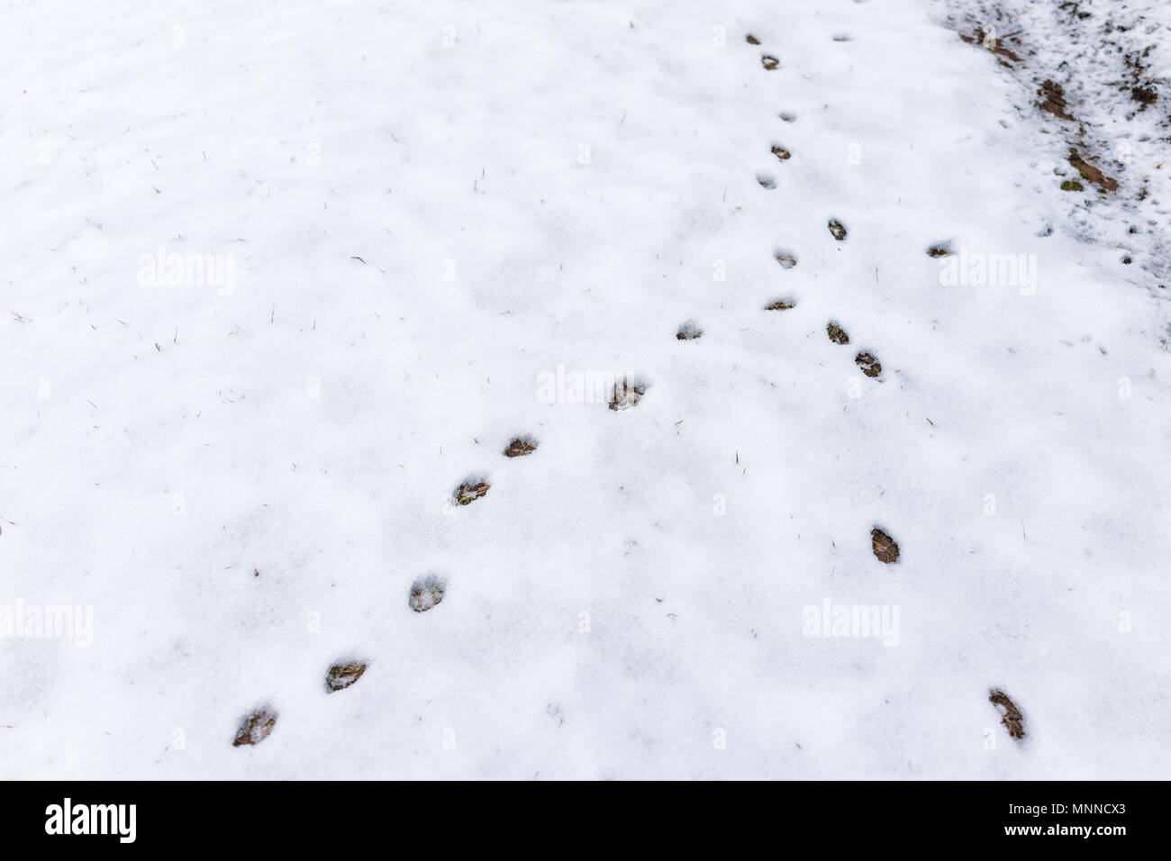 Fuchsspuren im schnee -Fotos und -Bildmaterial in hoher Auflösung – Alamy