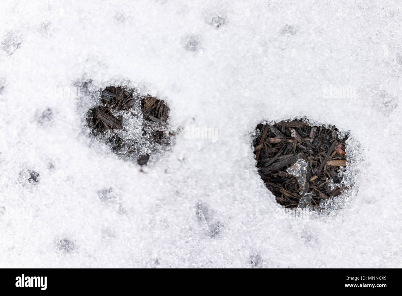 Fuchs pfotenabdruck -Fotos und -Bildmaterial in hoher Auflösung – Alamy