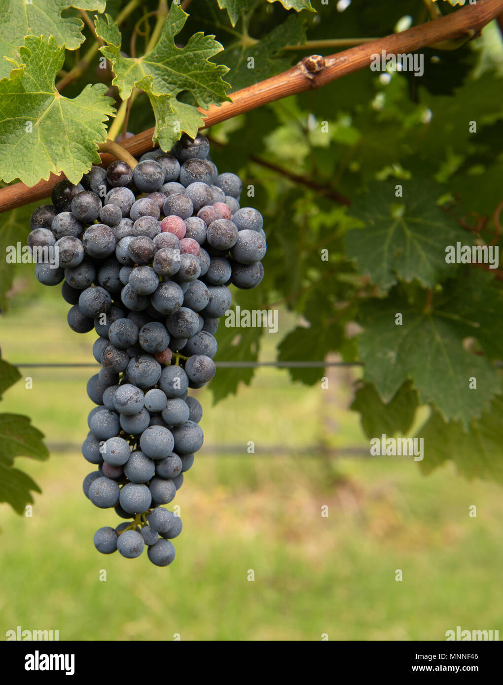 Mendoza Wine Country Stockfotos und -bilder Kaufen - Alamy