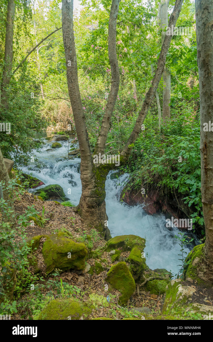 Banias nature reserve israel -Fotos und -Bildmaterial in hoher ...