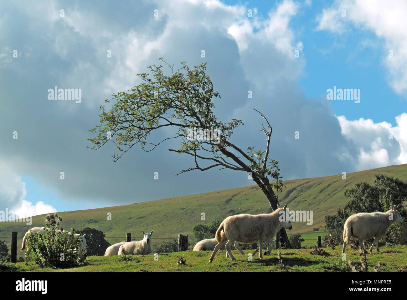 Stunted windswept tree -Fotos und -Bildmaterial in hoher Auflösung – Alamy