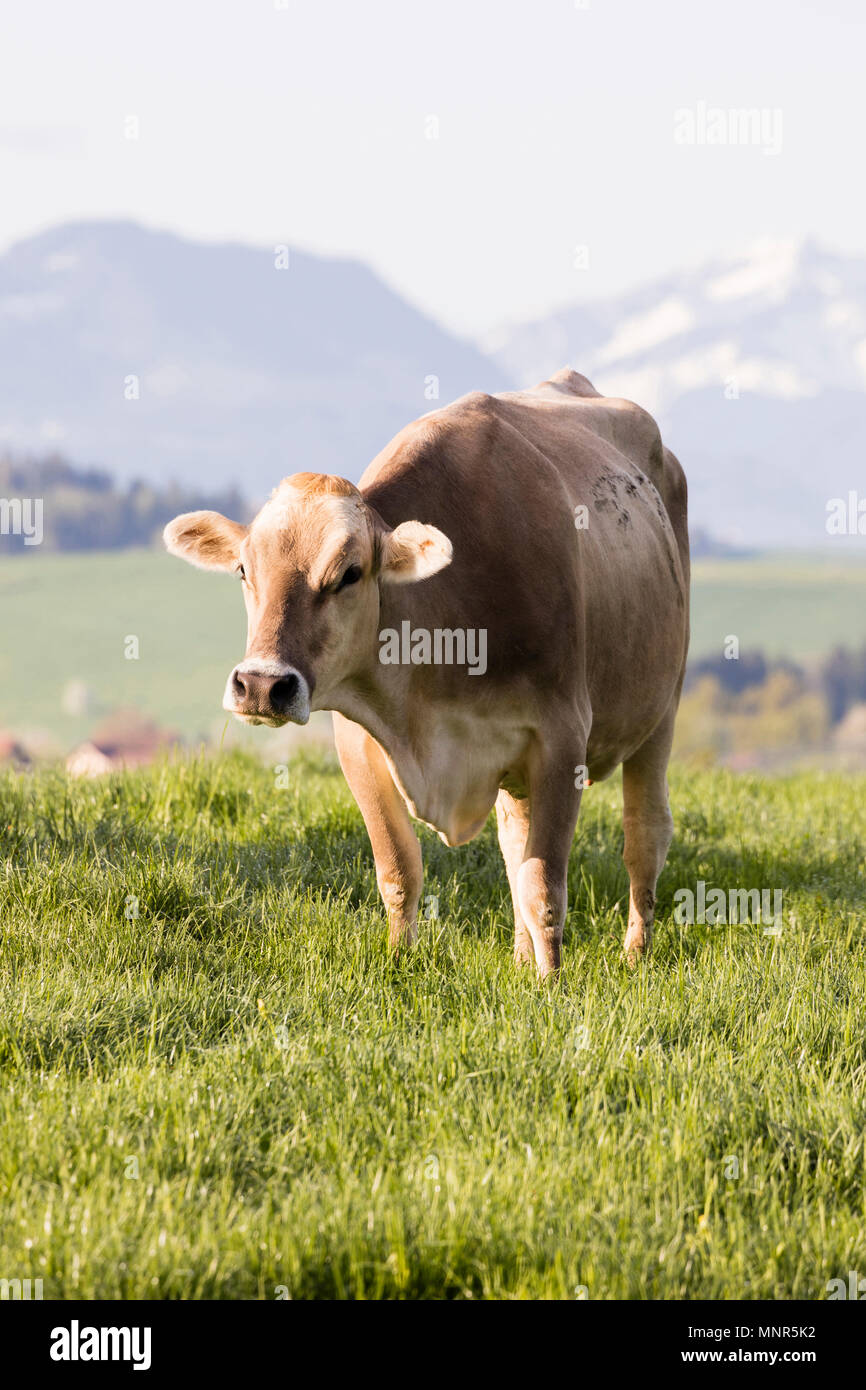Brown Swiss Cattle Stockfotos und -bilder Kaufen - Alamy