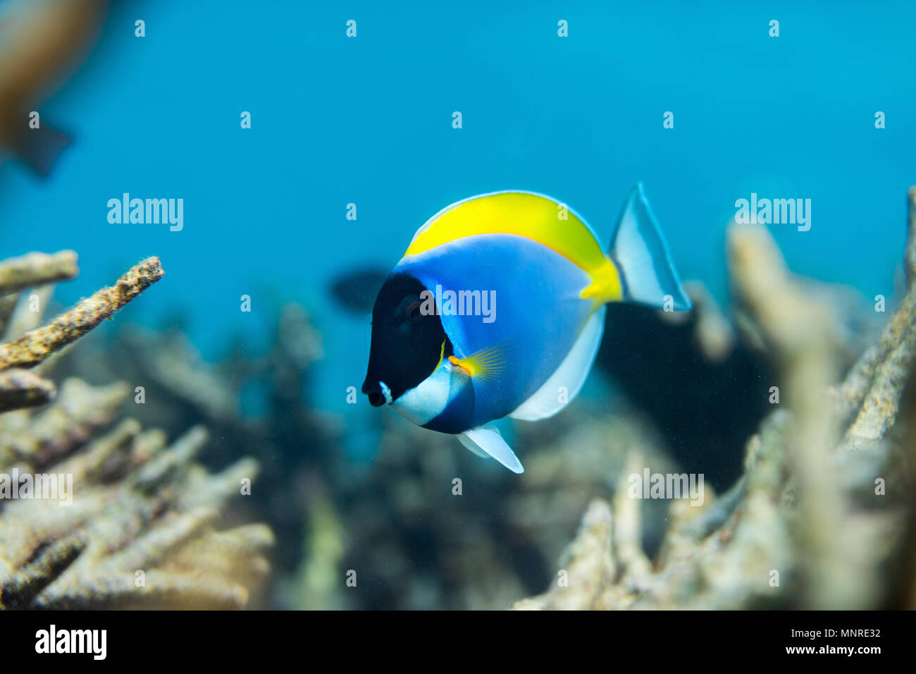 Tiefsee Fische Stockfotos und -bilder Kaufen - Alamy