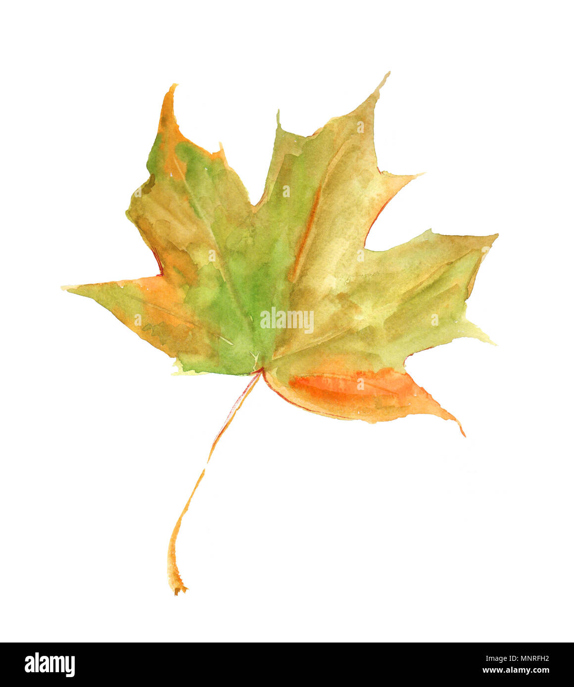 Herbst maple leaf in Aquarell gemalt Stockfotografie - Alamy