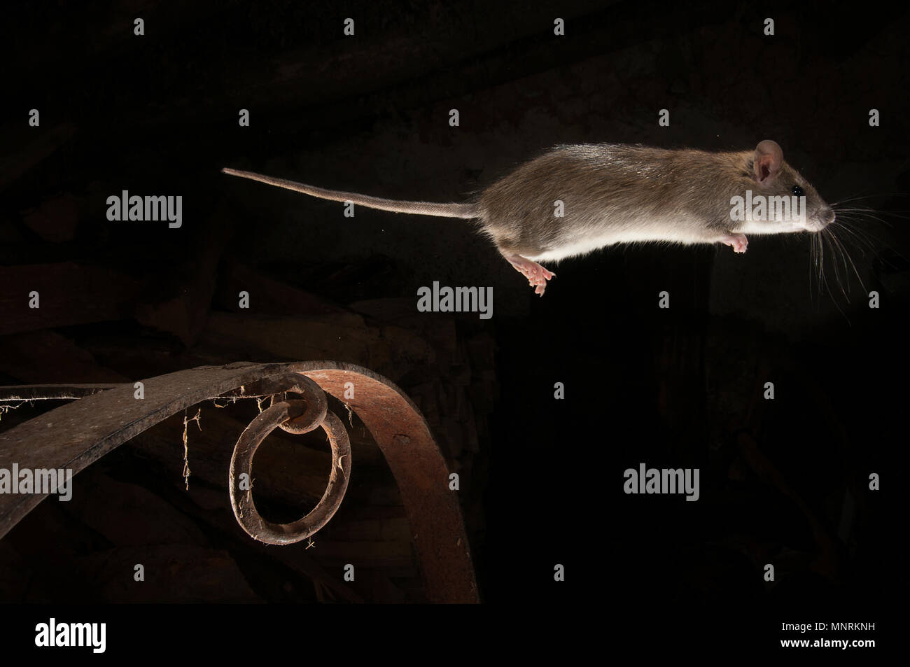 Wilde pest -Fotos und -Bildmaterial in hoher Auflösung – Alamy