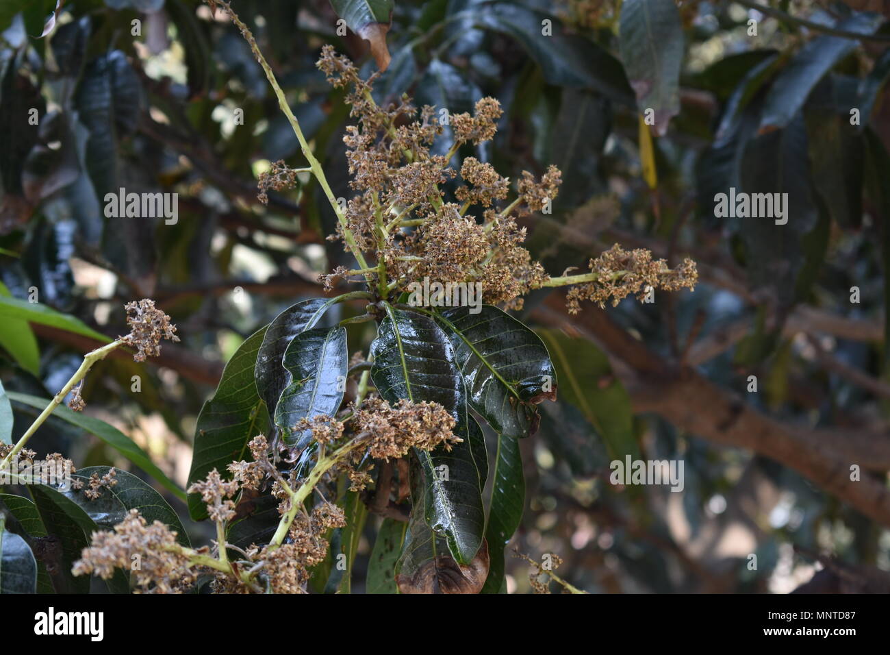 Mangifera indica mango trees in -Fotos und -Bildmaterial in hoher ...