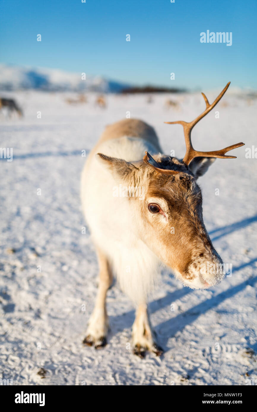Rentier Winter Stockfotos und -bilder Kaufen - Alamy