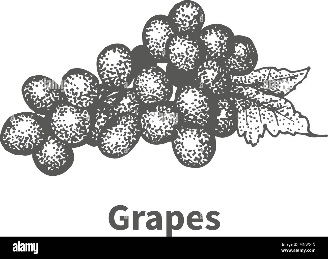 Hand drawn grapes -Fotos und -Bildmaterial in hoher Auflösung – Alamy