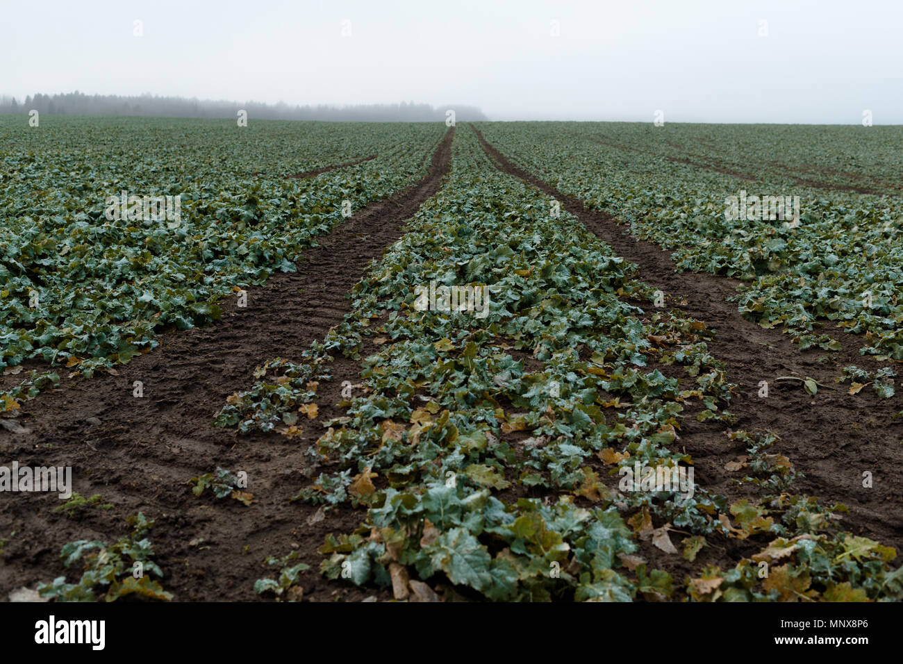 Spuren von auto -Fotos und -Bildmaterial in hoher Auflösung – Alamy