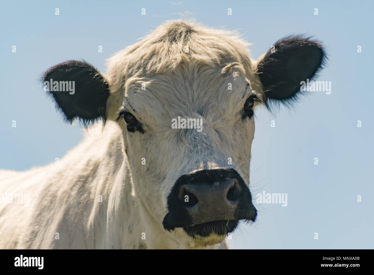 Britisches rindvieh -Fotos und -Bildmaterial in hoher Auflösung – Alamy