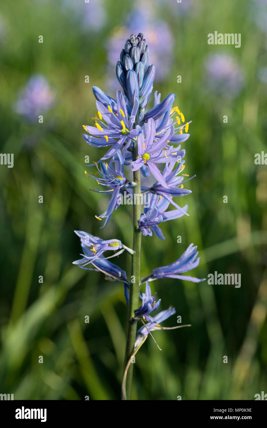 Camas camassia quamash -Fotos und -Bildmaterial in hoher Auflösung – Alamy