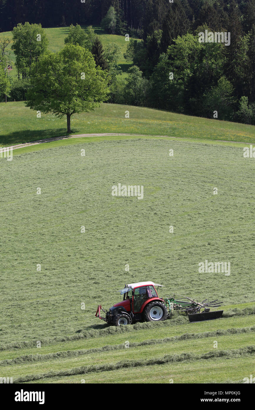 Bauern ernten ein Feld mit Hilfe von landwirtschaftlichen Maschinen ...