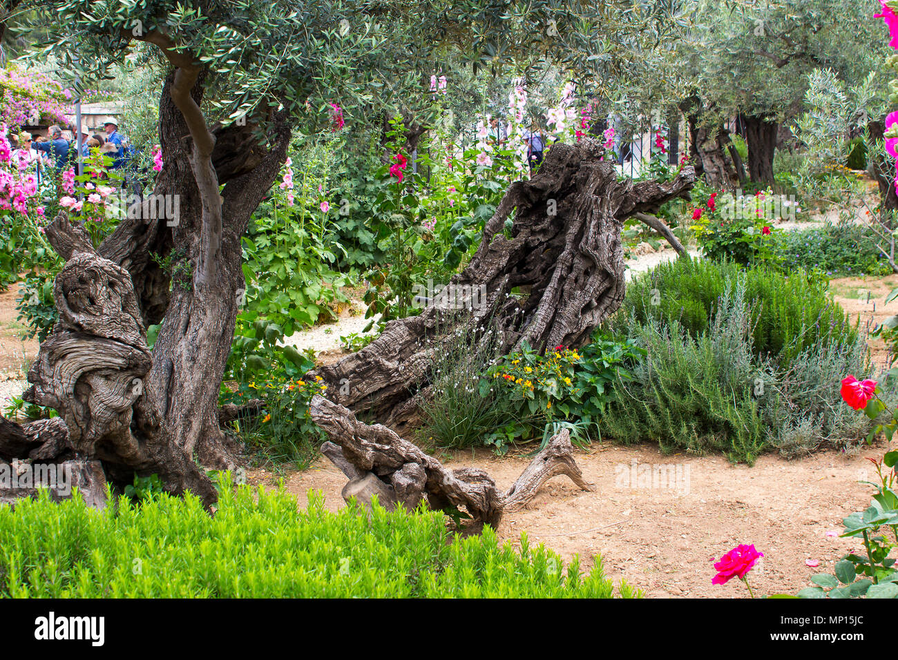 Jesus im garten gethsemane -Fotos und -Bildmaterial in hoher Auflösung ...