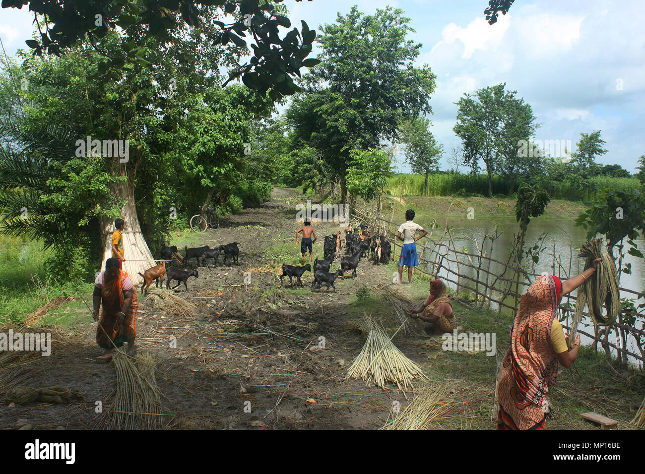 Jute Anbau Stockfotos und -bilder Kaufen - Alamy