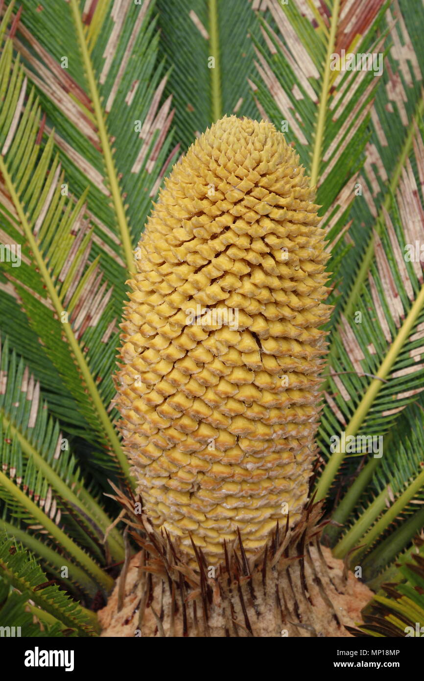 Die reproduktiven Struktur einer Cycad. Die reproduktiven Struktur ist ...