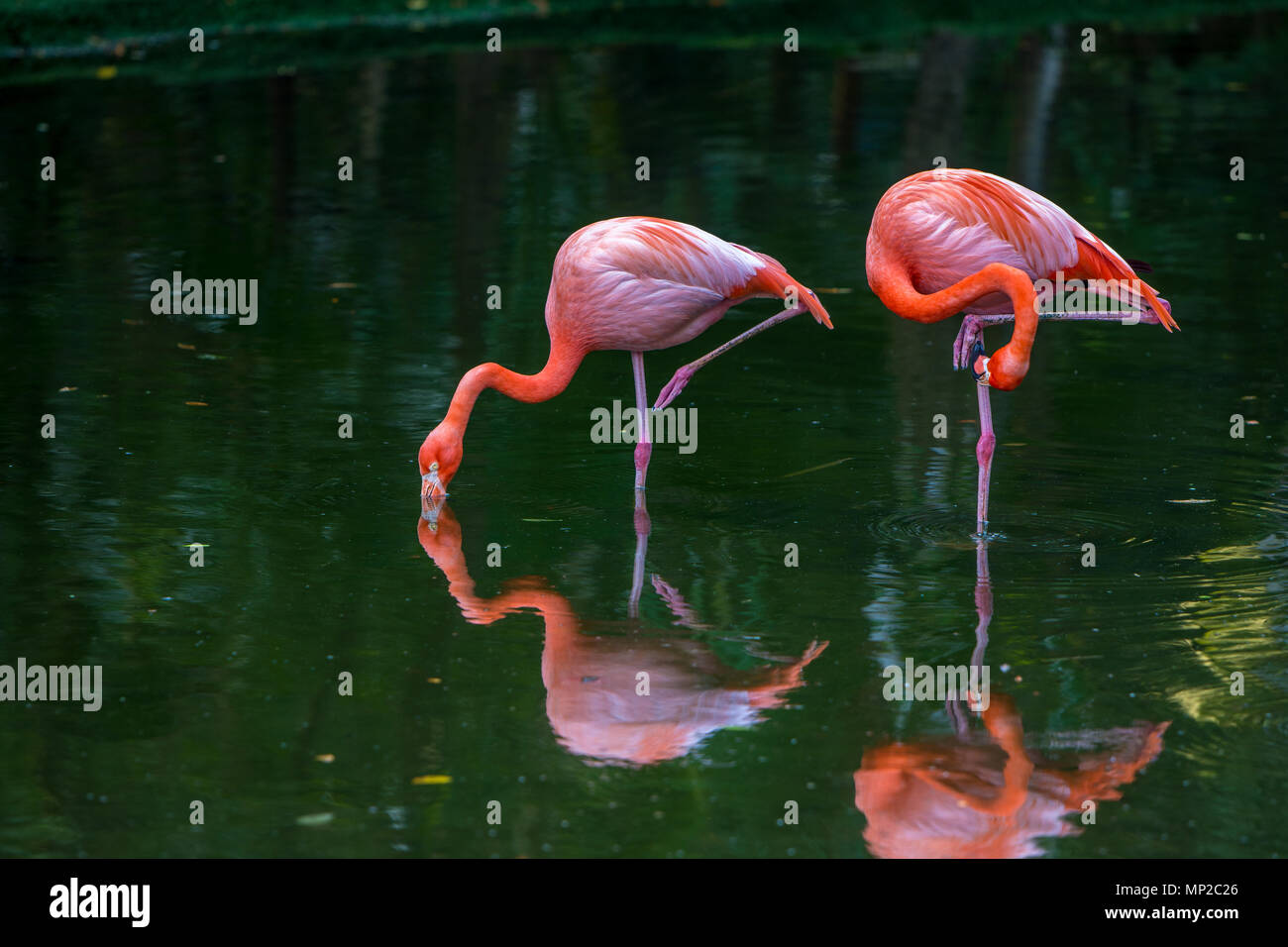 Flamingos Hintergrund Stockfotos und -bilder Kaufen - Alamy