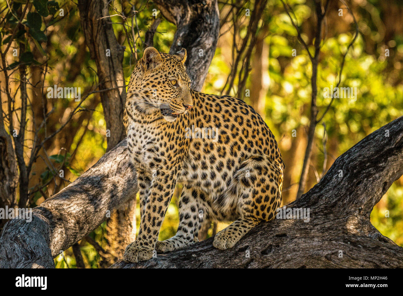 Sleeping leopard panthera pardus on -Fotos und -Bildmaterial in hoher ...