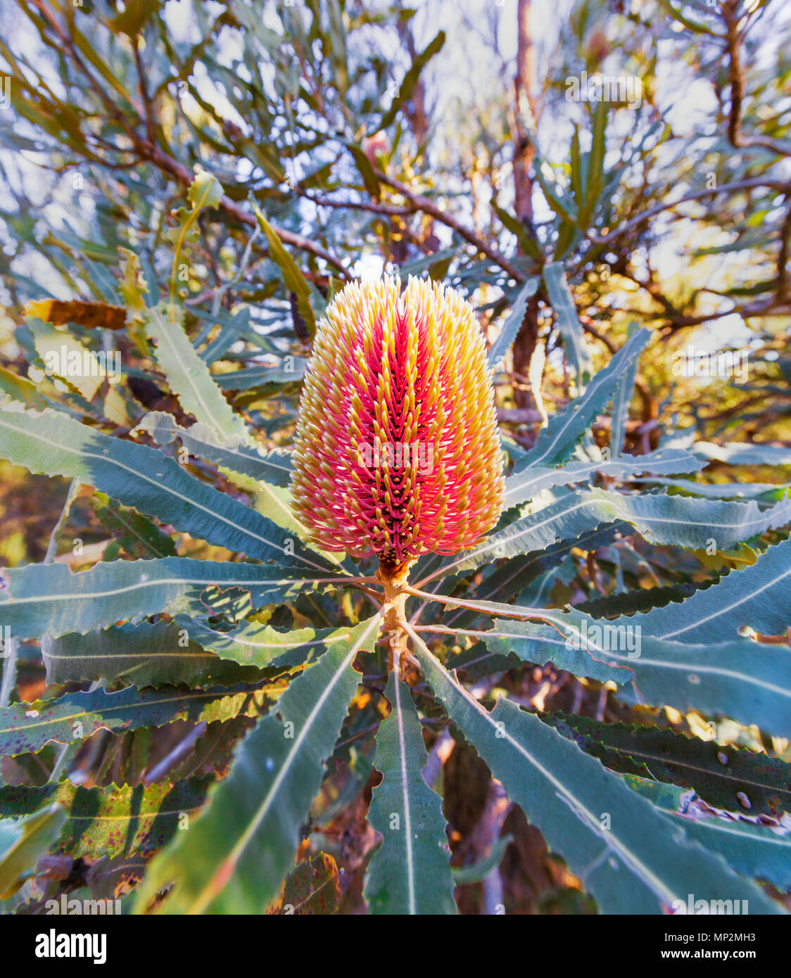 Brennholz banksia -Fotos und -Bildmaterial in hoher Auflösung – Alamy
