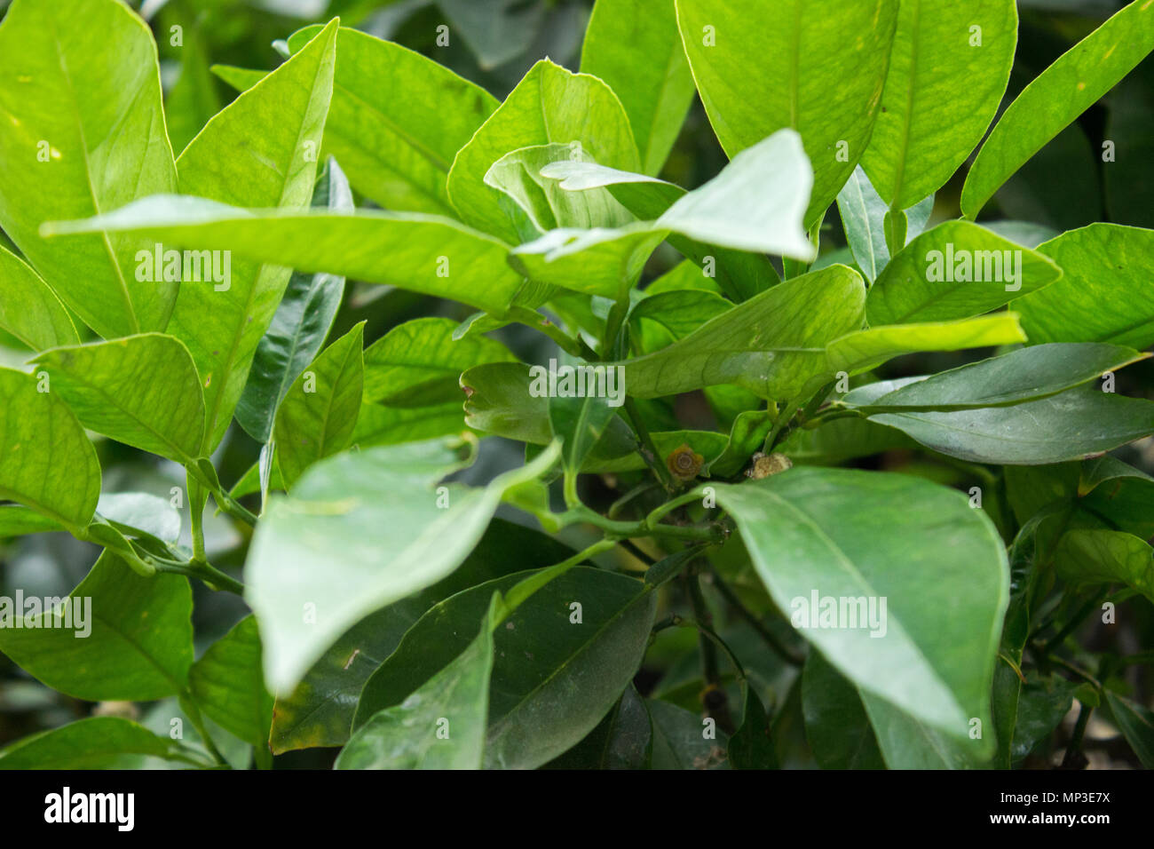 Orangenbaum blatt -Fotos und -Bildmaterial in hoher Auflösung – Alamy