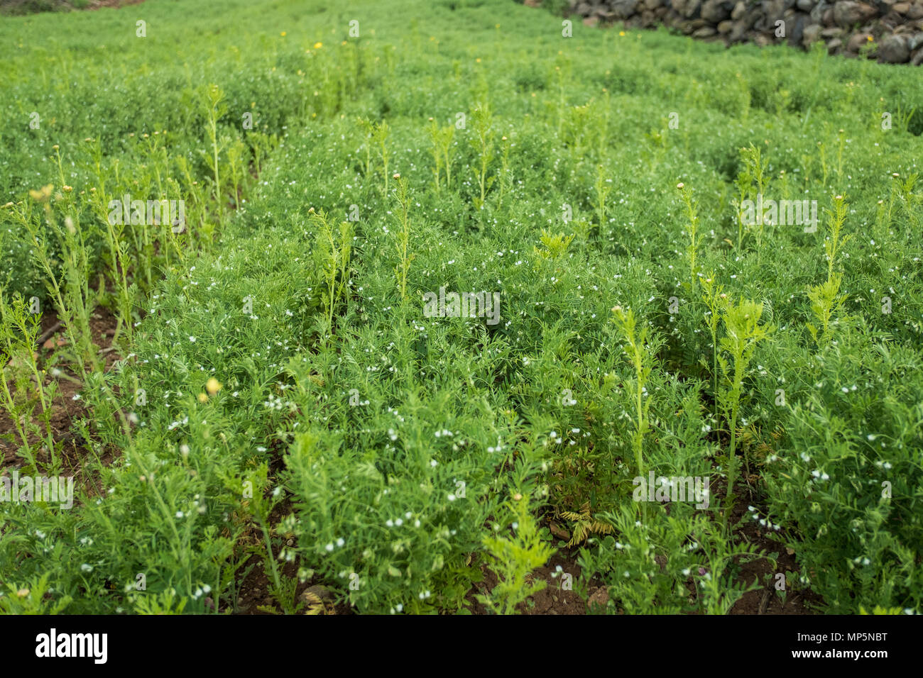 Linsen- Feld. Reihen von Pflanzen. Landwirtschaft Stockfotografie - Alamy