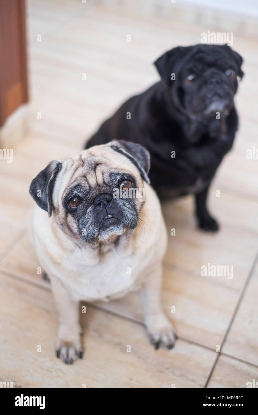 Fette Hunde Stockfotos und -bilder Kaufen - Alamy