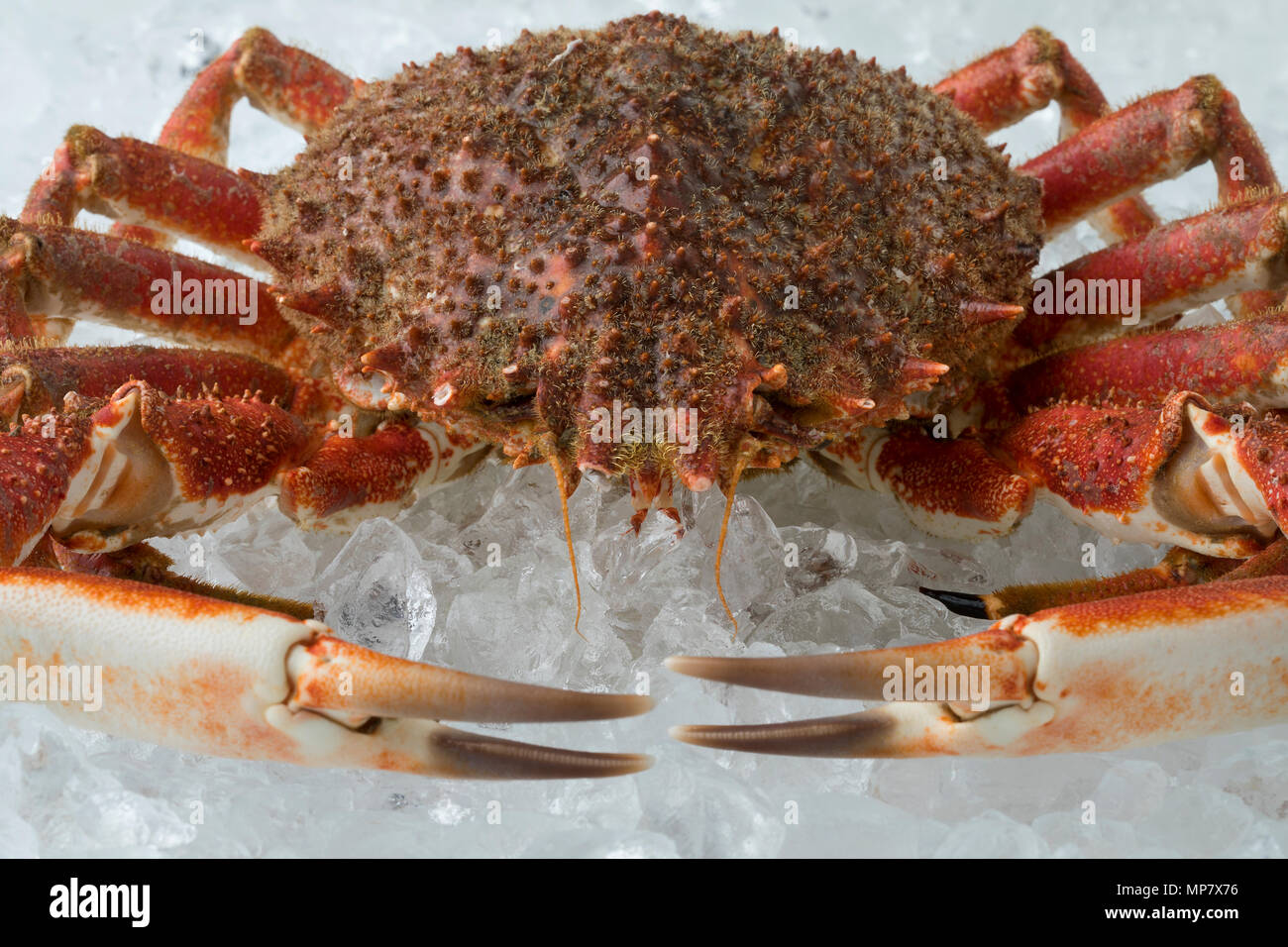 Rohe Seespinne Stockfotos und -bilder Kaufen - Alamy