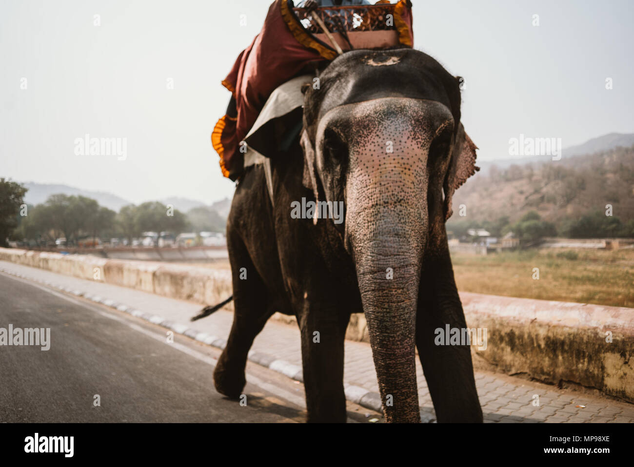 Elefantenreiten jaipur -Fotos und -Bildmaterial in hoher Auflösung – Alamy