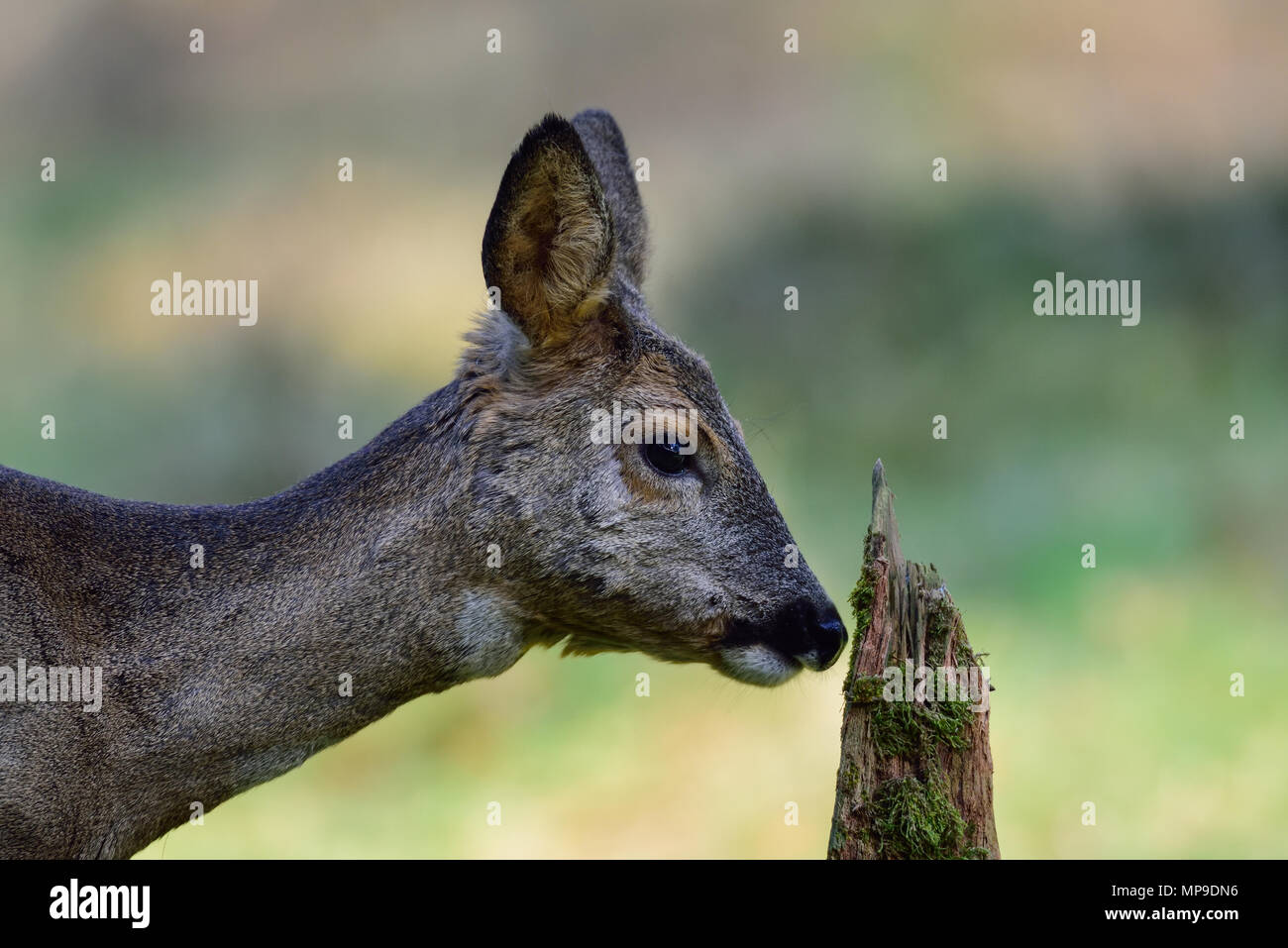 Geiss tier -Fotos und -Bildmaterial in hoher Auflösung – Alamy