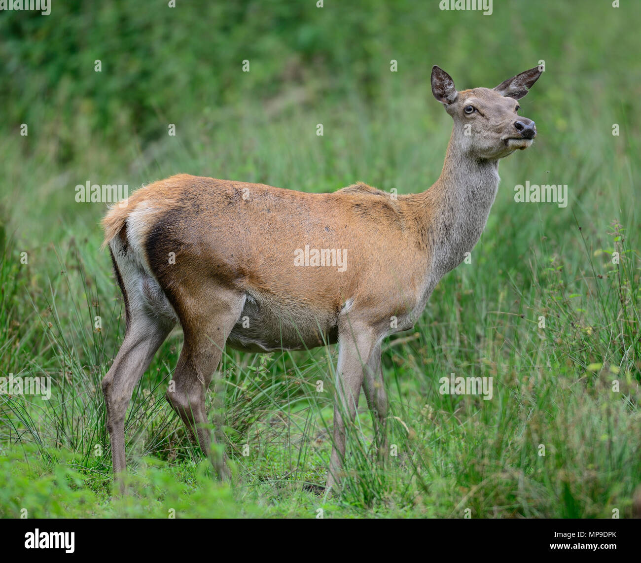 Rotwild weiblich auf der Wiese, Sommer, (Cervus elaphus), Deutschland ...