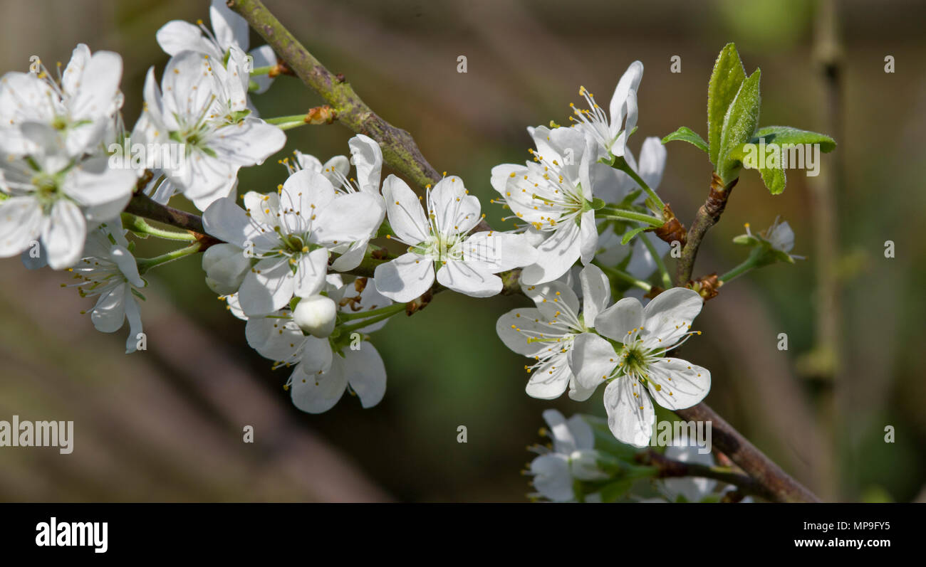 Damson plum tree -Fotos und -Bildmaterial in hoher Auflösung – Alamy