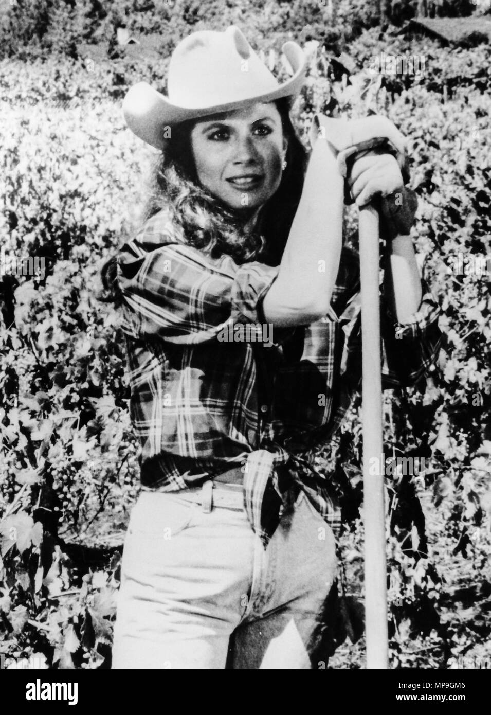 Ana alicia falcon crest -Fotos und -Bildmaterial in hoher Auflösung – Alamy