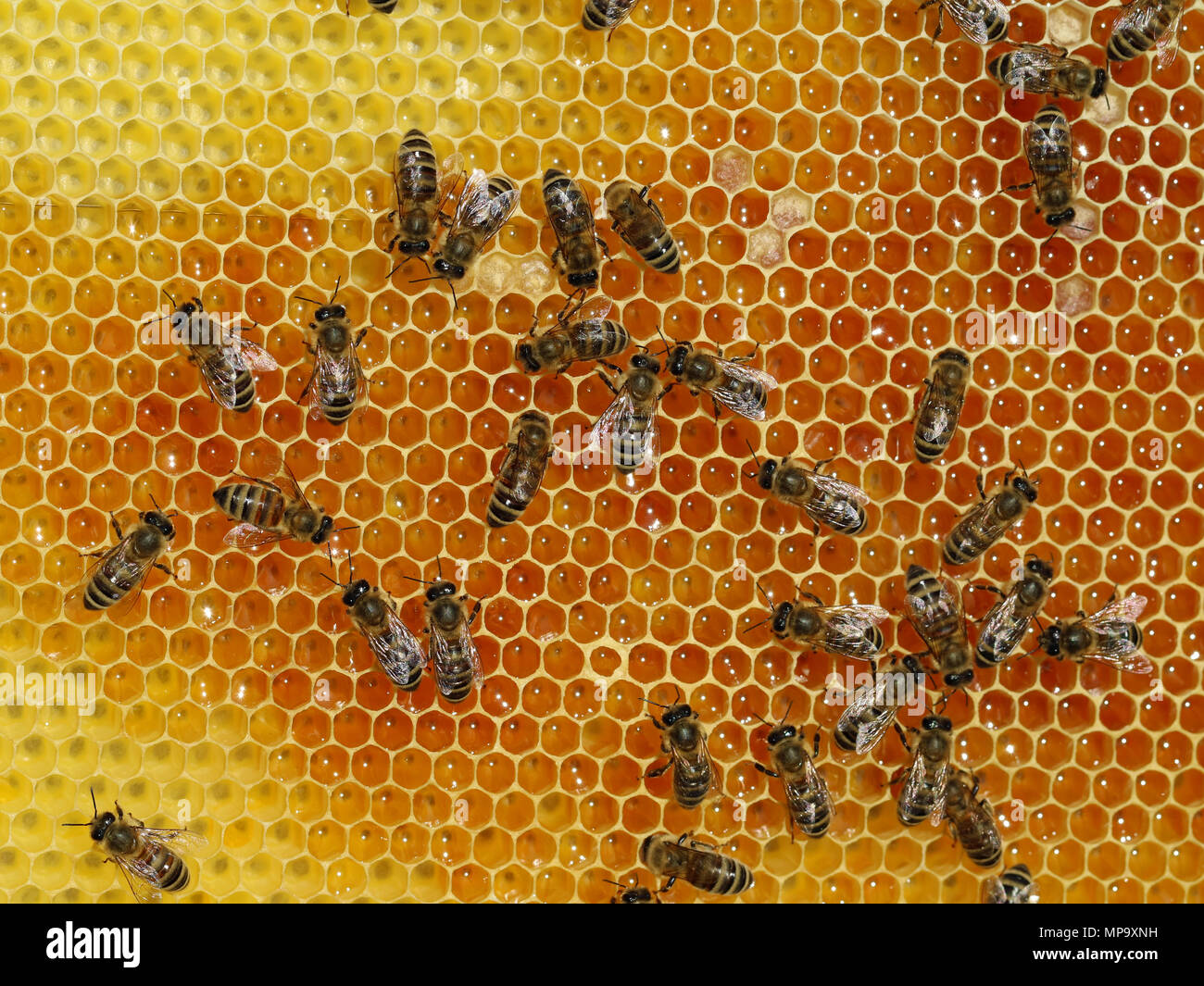 Eine wabenform -Fotos und -Bildmaterial in hoher Auflösung – Alamy