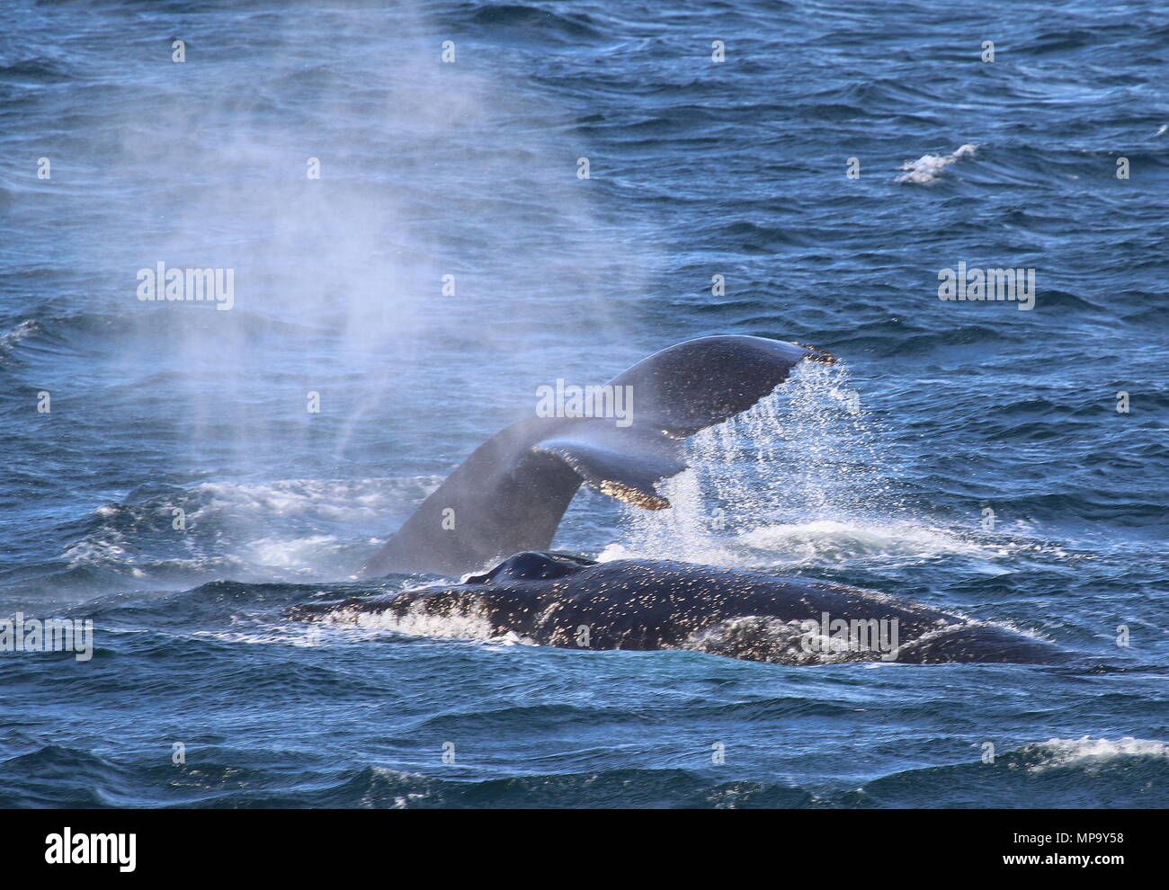 Humpback Whales Bubbles Stockfotos & Humpback Whales Bubbles Bilder - Alamy