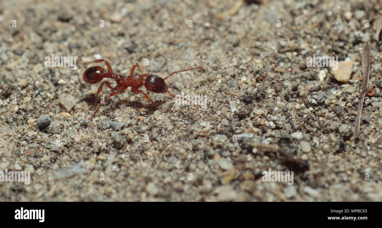Anatomy of the ants -Fotos und -Bildmaterial in hoher Auflösung – Alamy