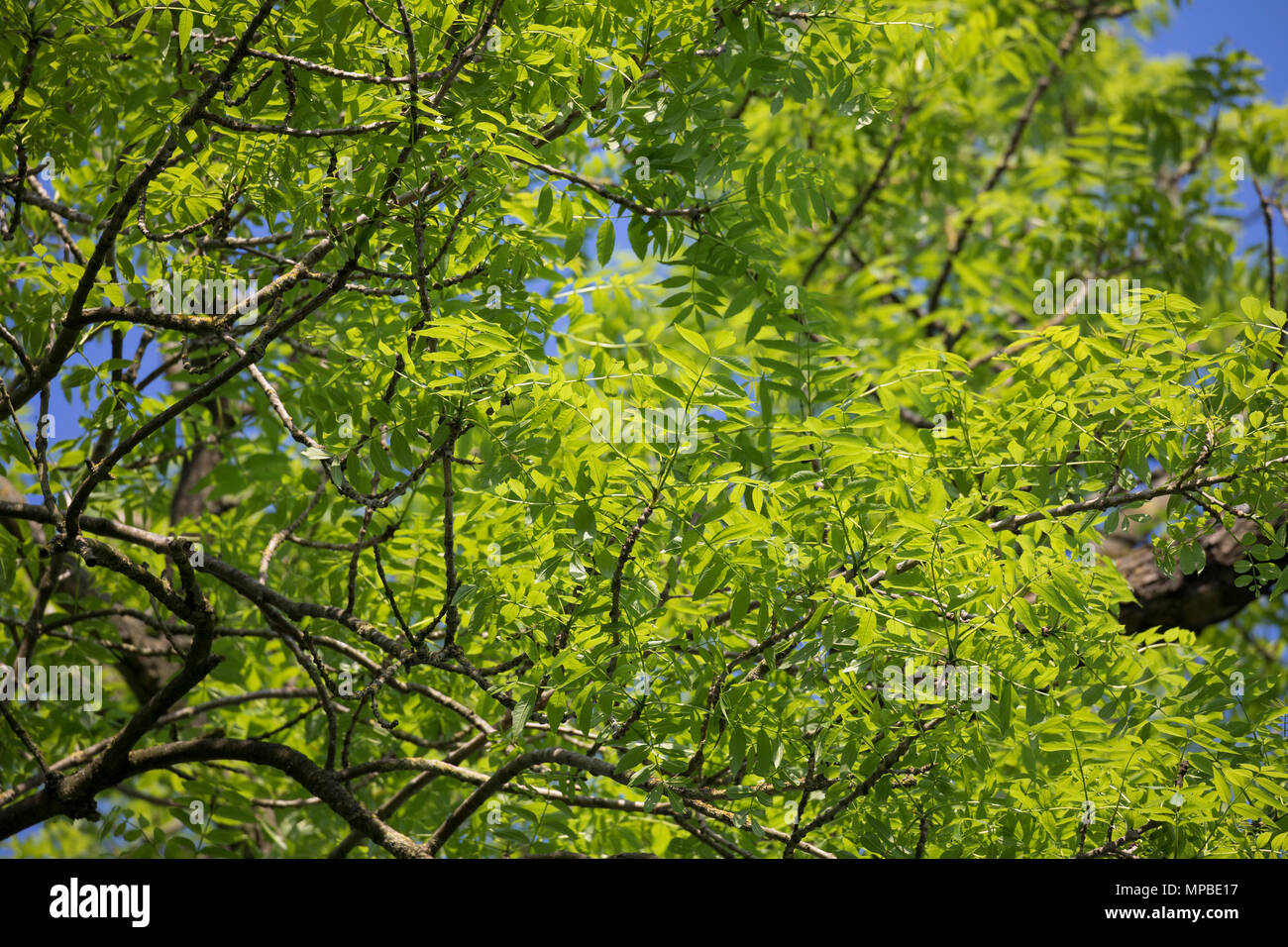 Ash tree leaf -Fotos und -Bildmaterial in hoher Auflösung - Seite 3 - Alamy
