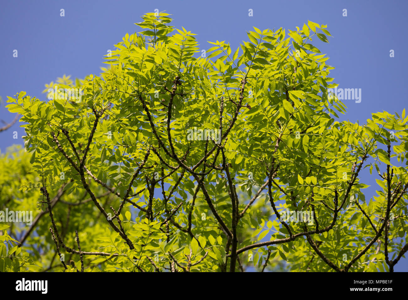 Gemeine esche -Fotos und -Bildmaterial in hoher Auflösung – Alamy