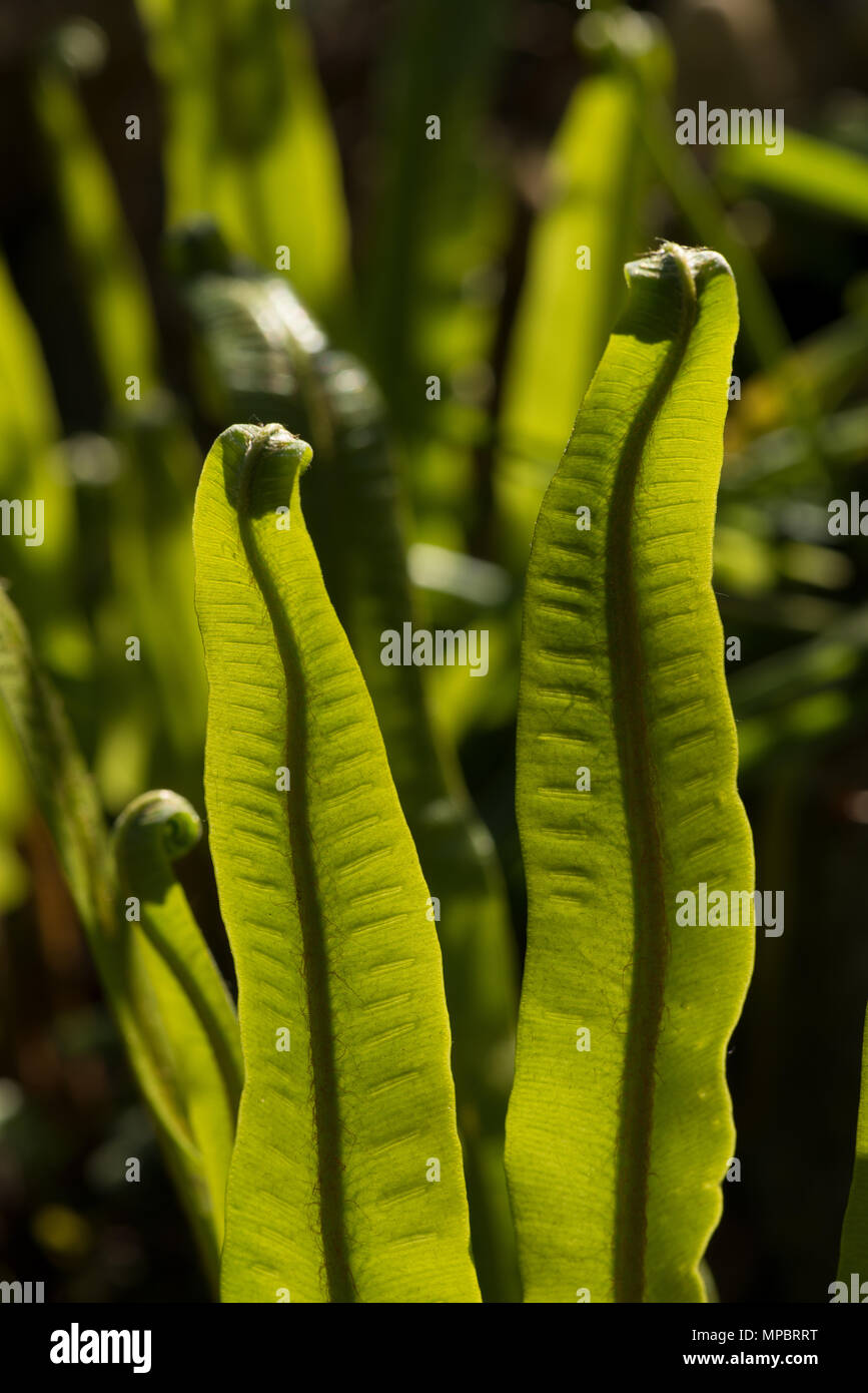 Von Wild hart-Zunge farn Asplenium scolopendrium Wedel ...