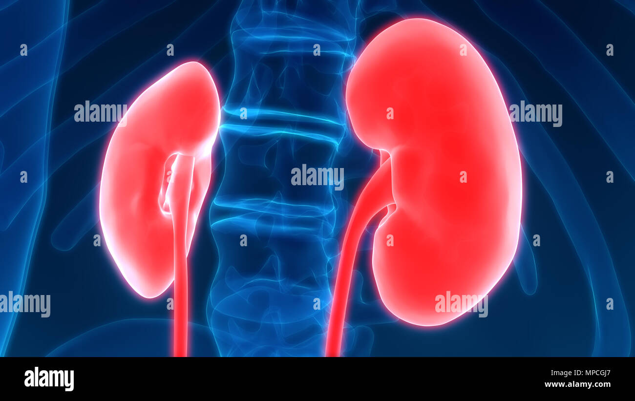 Menschliche Harnsystem die Nieren mit Gallenblase Anatomie ...
