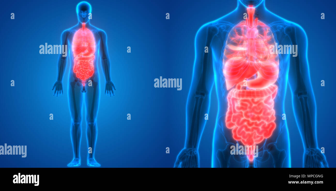 Menschlichen Körper Organe Anatomie Stockfotografie - Alamy
