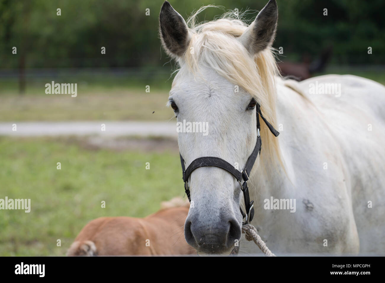 Dapple gray horse -Fotos und -Bildmaterial in hoher Auflösung – Alamy