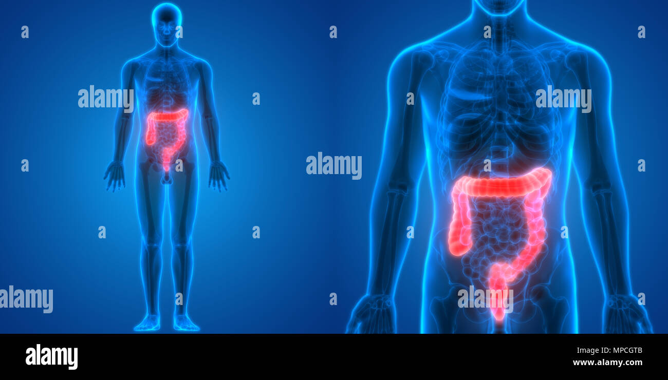 Menschliche Verdauungssystem Dickdarm Anatomie Stockfotografie - Alamy