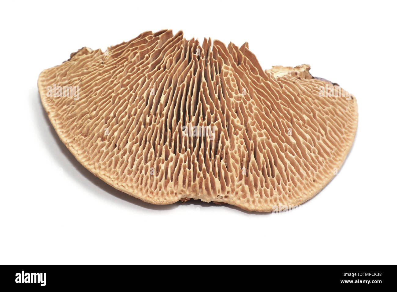 Daedalea quercina Pilz, wie die Oak mazegill oder Labyrinth - gill Pilz ...