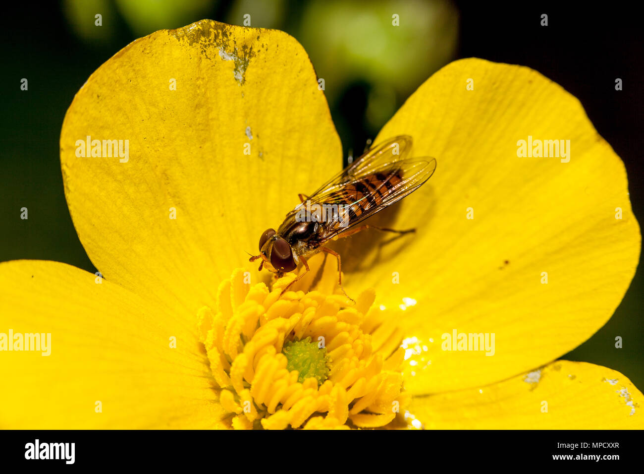 Apis mellifera iberica -Fotos und -Bildmaterial in hoher Auflösung – Alamy