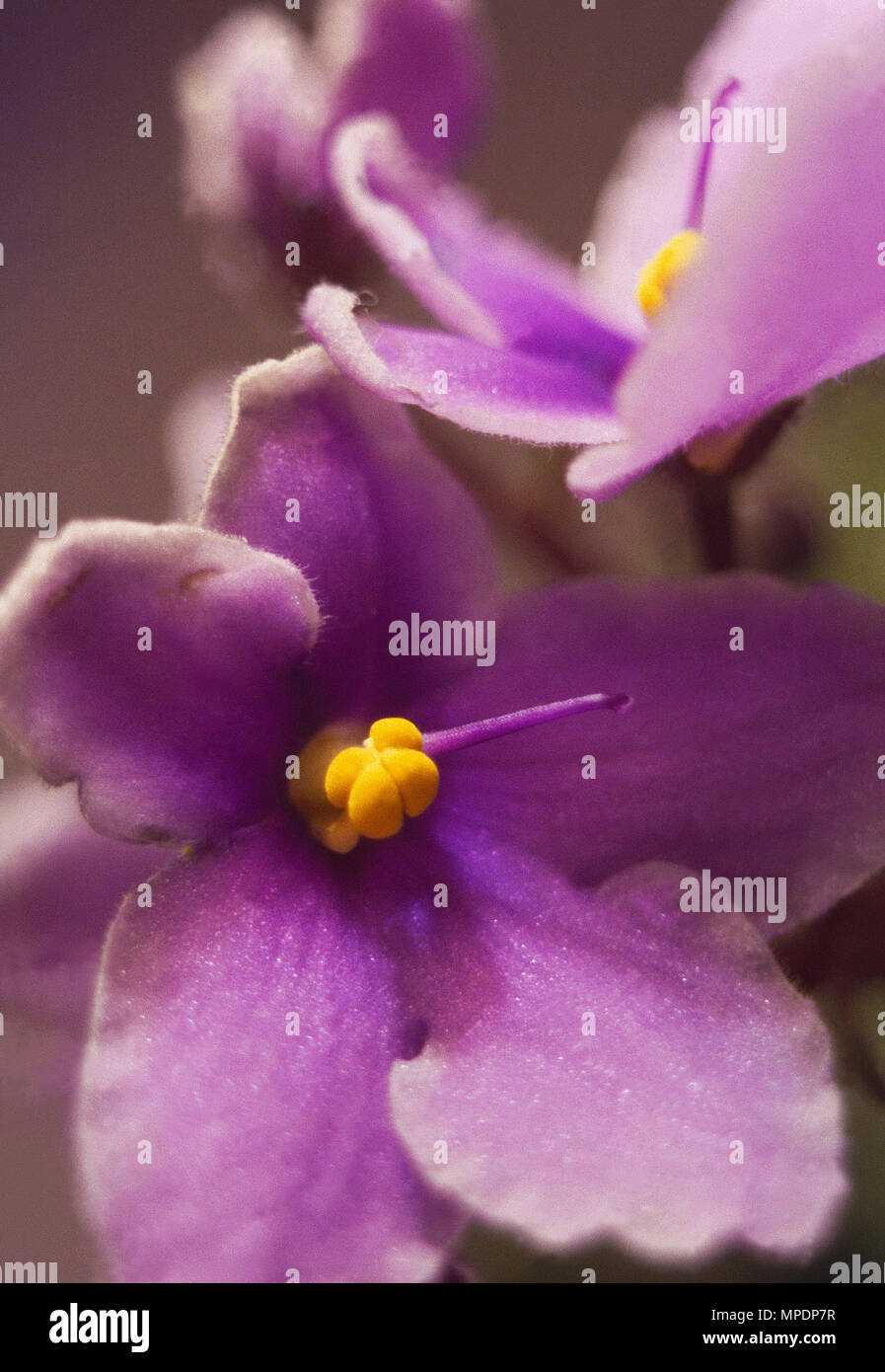 Begonia multistaminea -Fotos und -Bildmaterial in hoher Auflösung – Alamy
