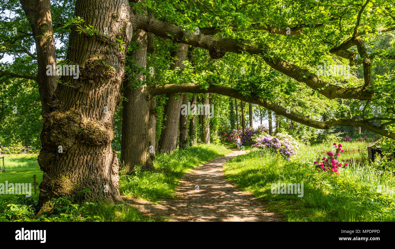 Alte buche reihe -Fotos und -Bildmaterial in hoher Auflösung – Alamy