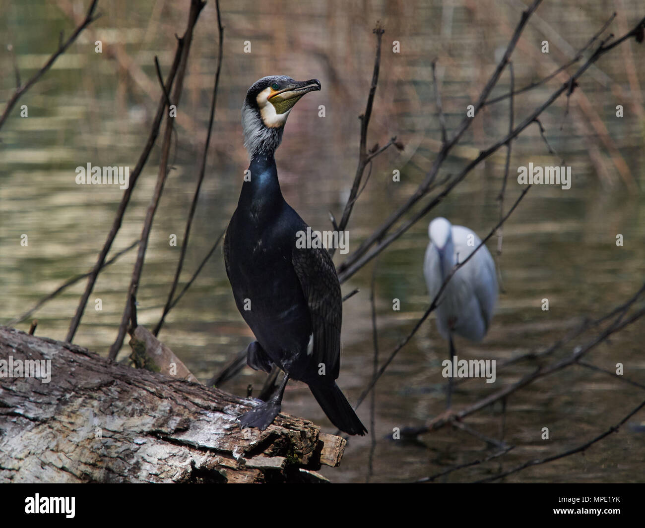 Schwarzer vogel mit gelbem schnabel -Fotos und -Bildmaterial in hoher ...