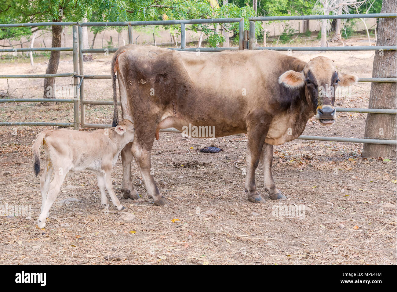 Kuh und kalb melken -Fotos und -Bildmaterial in hoher Auflösung – Alamy
