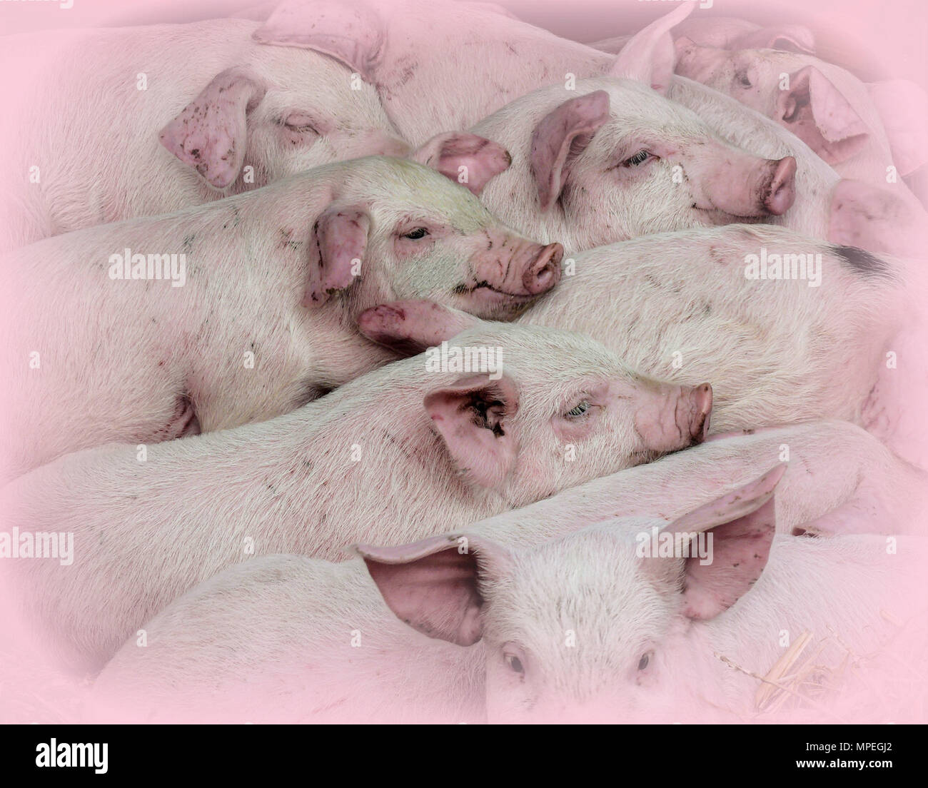 Rosa ferkel -Fotos und -Bildmaterial in hoher Auflösung – Alamy