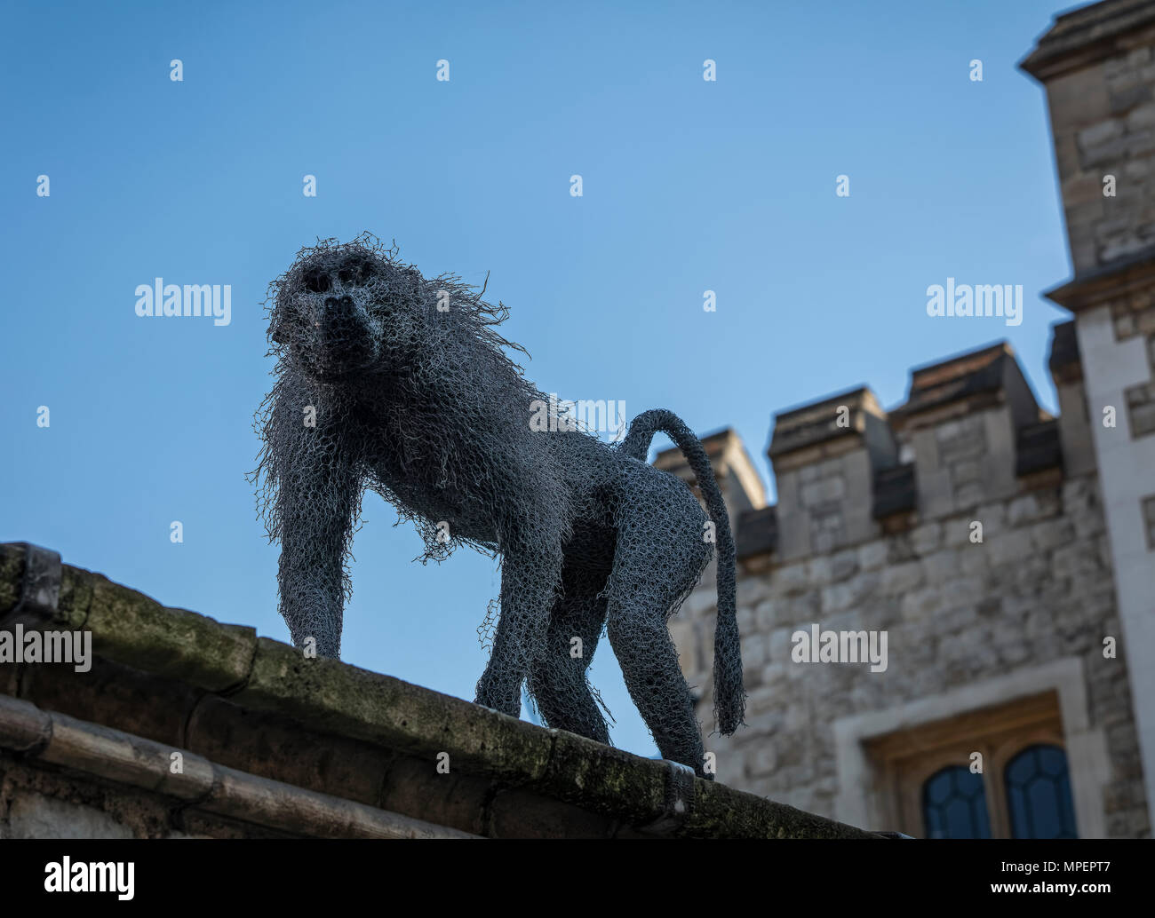 Pavian an der wand -Fotos und -Bildmaterial in hoher Auflösung – Alamy