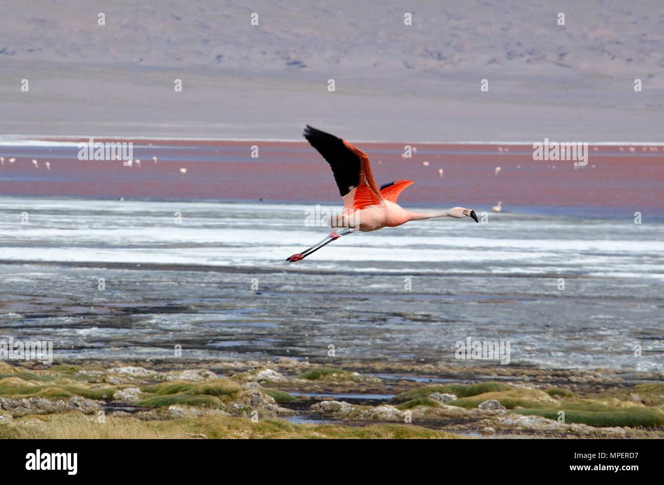 Flamingo flying -Fotos und -Bildmaterial in hoher Auflösung – Alamy